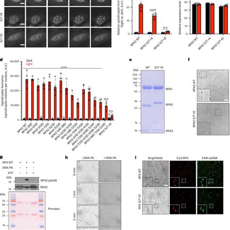 A Schematic Illustration Of Synthesis Of D Cu TCPP Sheets B TEM Download Scientific