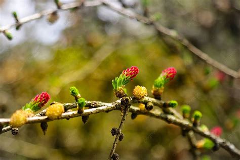 Microstrobilus Background Images Hd Pictures And Wallpaper For Free Download Pngtree