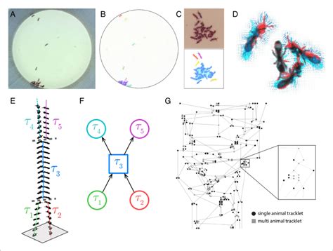 Blob Tracking And Construction Of The Tracklet Graph A An Example