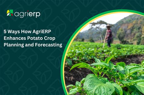 Optimizing Potato Harvest 5 Ways How Agrierp Enhances Potato Crop