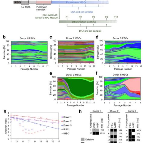Generation Of Imscs Is Based On Few Dominant Subclones A Schematic Download Scientific Diagram
