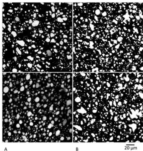 Comparative Analysis Of Cheese Microstructure Clsm Image Of A 5 Weeks