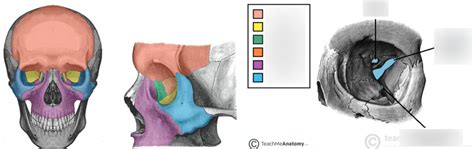Bony Orbit Diagram Quizlet