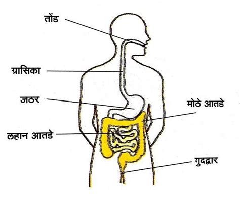 पचन ससथ Digestive System Digestive system Digestion System