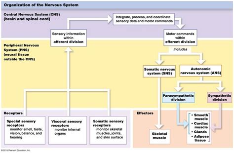 Divisions Of Nervous System Diagram Quizlet