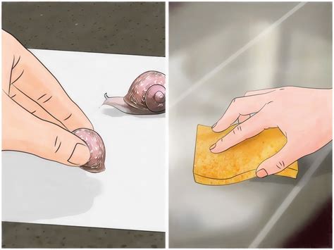 How to Care for Garden Snails (with Pictures) - wikiHow