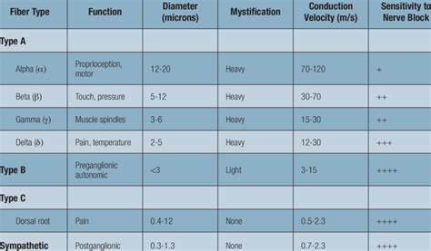 Nerve Fiber Types And Nerve Blocking Download Table