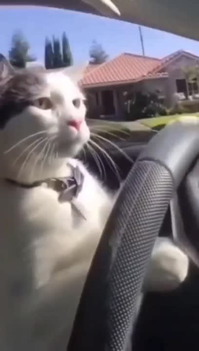 Oleg Cherkas On Linkedin Memes Jokes Releasemanager Projectmanagement Projectmanager