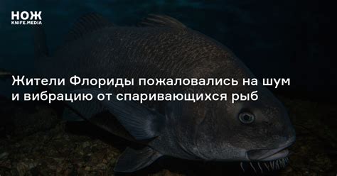 Жители Флориды пожаловались на шум и вибрацию от спаривающихся рыб — Нож