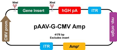 Olfr488 Aav Vector Mouse Cmv Applied Biological Materials Inc Olfr488 Aav Vector Mouse Cmv Applied Biological Materials Inc