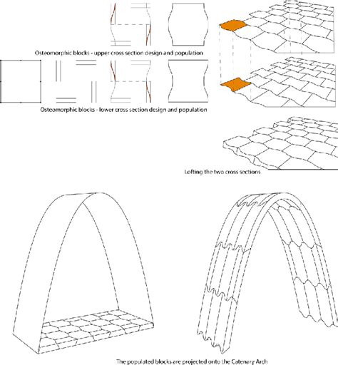 Parametric Modeling Process For An Osteomorphic Arch Download