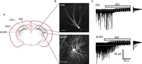 Properties Of Dggcs And Dlgn Relay Neurons A Schematic Diagram Of A