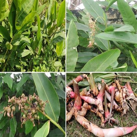 Phytochemical Analysis Of Alpinia Nigra Rhizome Thripthi Krishna Mohan Posted On The Topic