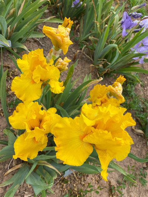 Flaming Victory Ripple Effect Iris Farm