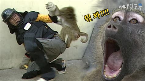 눈 마주치면 공격하는 무서운 원숭이들 원숭이를 얌전하게 하는 유일한 방법 KBS 스펀지 070505 방송 YouTube