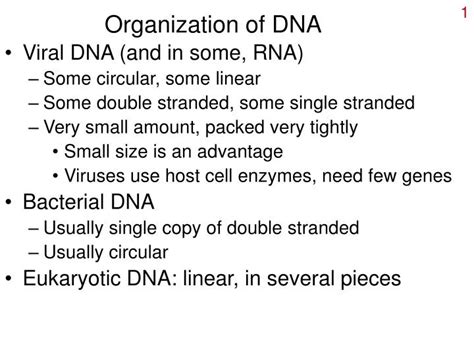 PPT Organization Of DNA PowerPoint Presentation Free Download ID 6383641