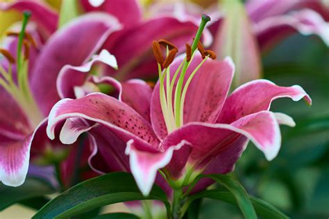 여름 정원에서 백합의 아름 다운 핑크 꽃입니다 섬세 한 장미 백 합 꽃 봉 오리 식물원이나 꽃 가게에서 꽃 0명에 대한 스톡 사진 및 기타 이미지 Istock