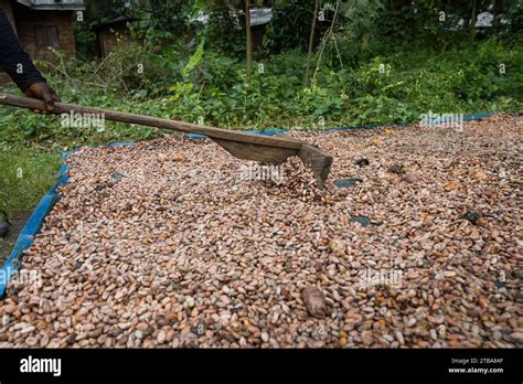 Peasant Turns Cocoa Beans With A Stick To Dry Them Chocolate Preparation Process Stock Photo