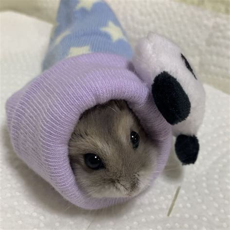 Adorable Hamster Snuggled In A Purple Blanket With A Panda Bear Cute