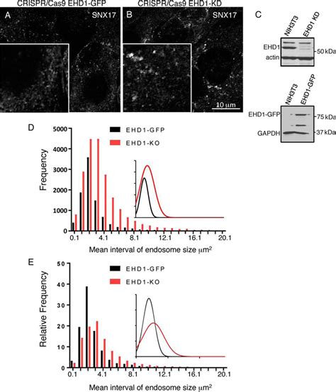 Sorting Nexin 17 Snx17 Links Endosomal Sorting To Eps15 Homology Domain Protein 1 Ehd1