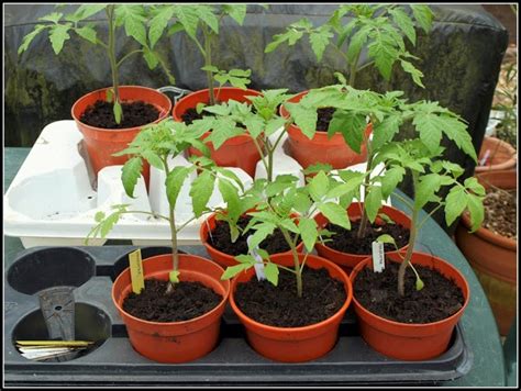 Marks Veg Plot Moestuin