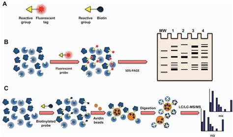 Basics Of Activity Based Protein Profiling Abpp A Schematic Of Abpp Download Scientific