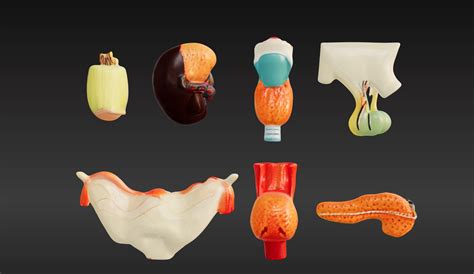 3d Complete Endocrine Gland Set Anatomy Model 3d Model 3d Printable