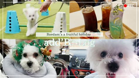 에드비 붙임머리 배담 Vlog 3 L 반려견과 함께하는 힐링영상📹🌿 L 킨텍스 펫페어 관람 L 미용인브이로그ㅣ일산맛집ㅣ별거없는휴무날ㅣ댕댕이와함께하는하루 Youtube