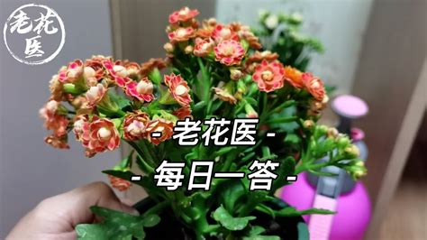每日问答长寿花开始枯萎了怎么办米兰是得了白粉病了吗每日一答Questions in this issue Longevity