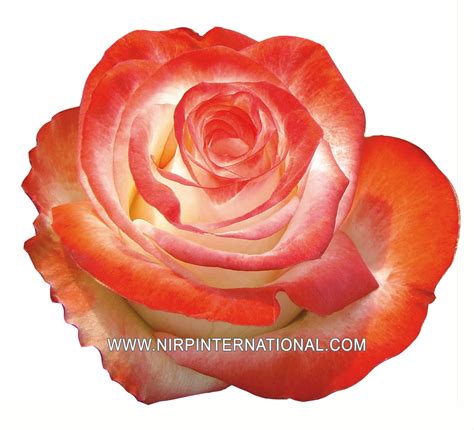 FARFALLA® - Nirp