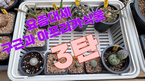 아프리카식물 구근식물 선인장 웃자라는 다육이에 지친 식집사님들의 선택 3탄 다육식물 다육 다육이 희귀식물 습지야