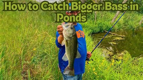 How To Catch Bigger Bass In Ponds Barb Catch Fishing