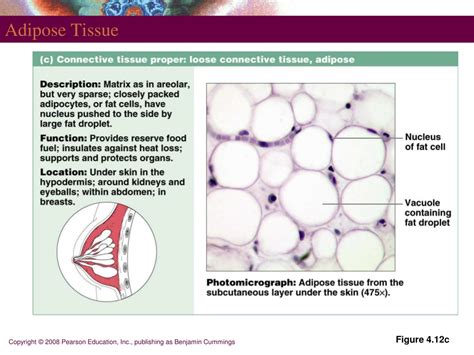 Adipose Diagram And Function Adipose Tissue What Is It Loc