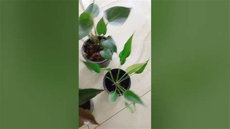 මල් සමග ප්ලාන්ට් 6ම 5750 ක් පමනි🌹 ☎️0772588509☎️ Whatsapp Youtube