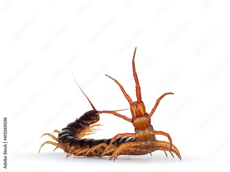 Adult Chinese Red Headed Centipede Aka Scolopendra Subspinipes Mutilans