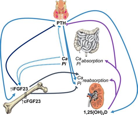 Fibroblast Growth Factor 23 Fgf23 And Mineral Metabolism When Serum