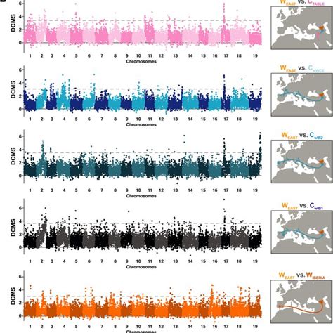 Signals Of Introgression And Positive Selection In One Of The Strongest Download Scientific