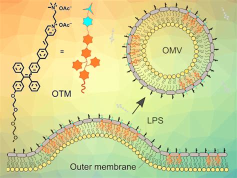 What Are Membrane Vesicles At Gwendolyn Samuels Blog