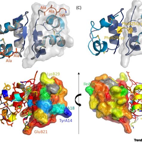 Tertiary And Quaternary Structures Of Human Insulin In Ribbon Diagram Download Scientific