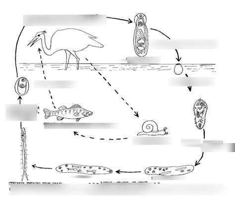 Grub Life Cycle