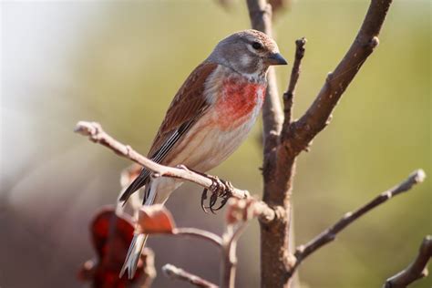 Маленькая птица с розовой грудкой картинки и фото Poknok Art