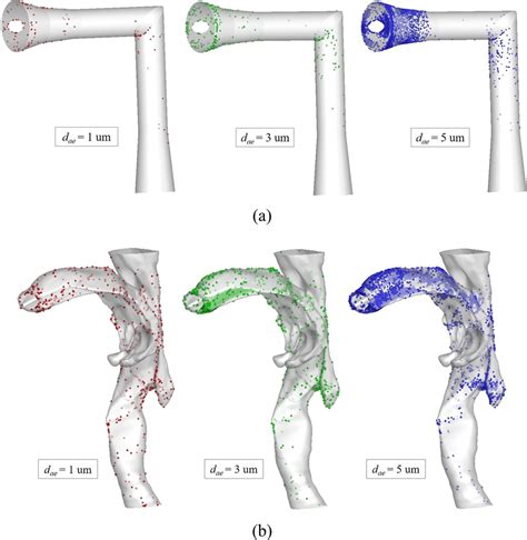 Particle Spatial Distribution In Usp A And Rmt B Models When The Download Scientific