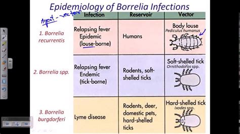 Understanding Relapsing Fever Causes Symptoms And Treatment Ask