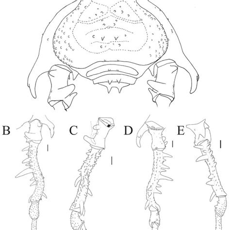 Distal Part Of Penis Sadocus And Discocyrtus Dorsal And Ventral Views