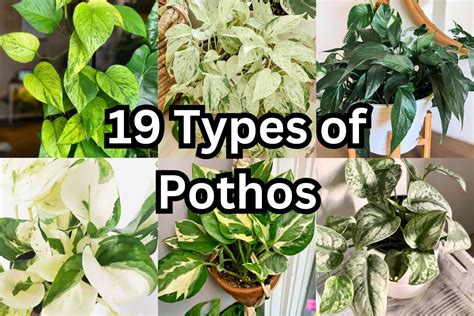 15 Best Types Of Pothos To Grow Indoors Houseplant Alley