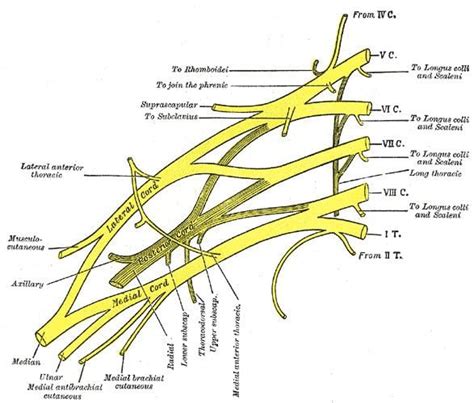 Thoracodorsal Nerve Alchetron The Free Social Encyclopedia