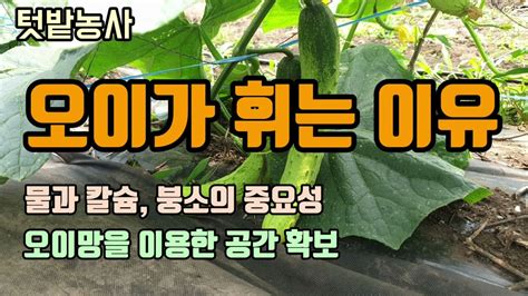 텃밭농사 오이가 구부러지는 이유와 오이비료와 칼슘 붕소와 물의 중요성 오이망을 치는 이유 오이재배 Youtube