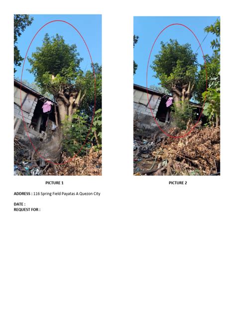 Tree Pdf