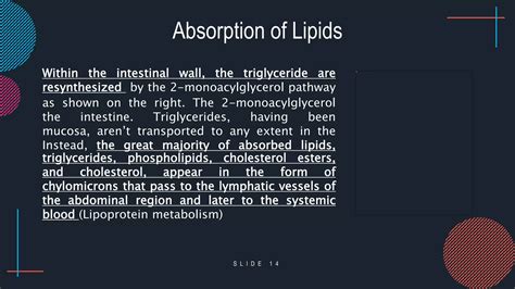 Lipid Metabolismpptx