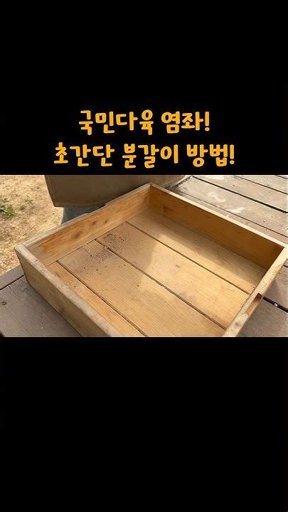 다육이 처음 데려오셨나요 그럼 이렇게 분갈이 하세요다육식물 다육이 분갈이 Youtube